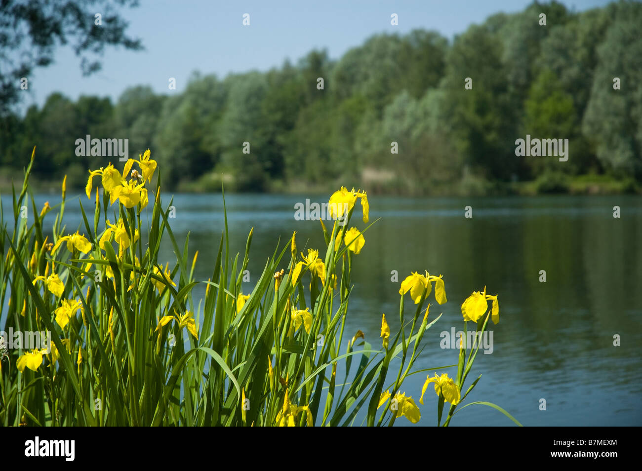 Yellow flowers at a lake Stock Photo - Alamy