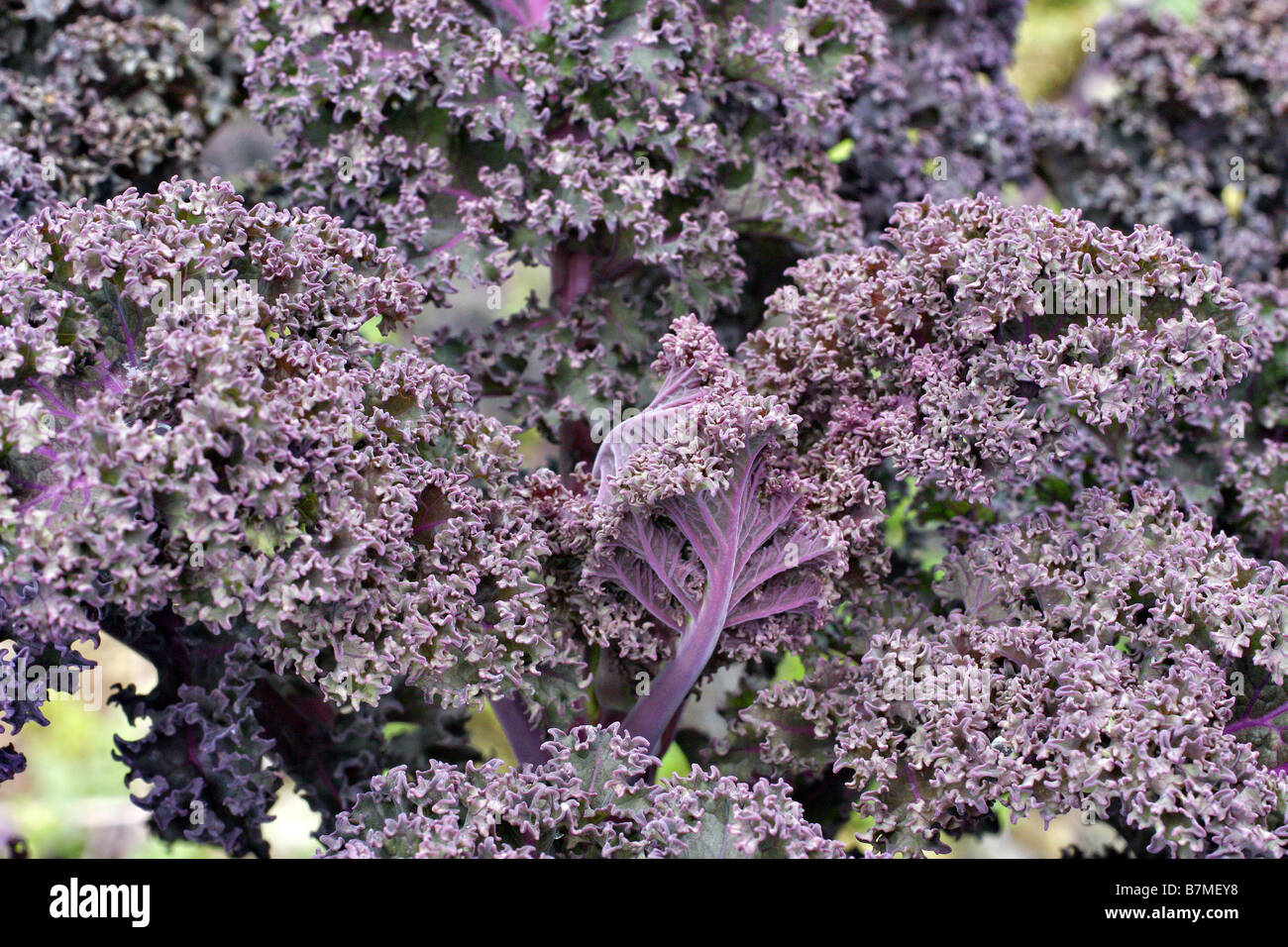 Kale Redbor High Resolution Stock Photography and Images - Alamy
