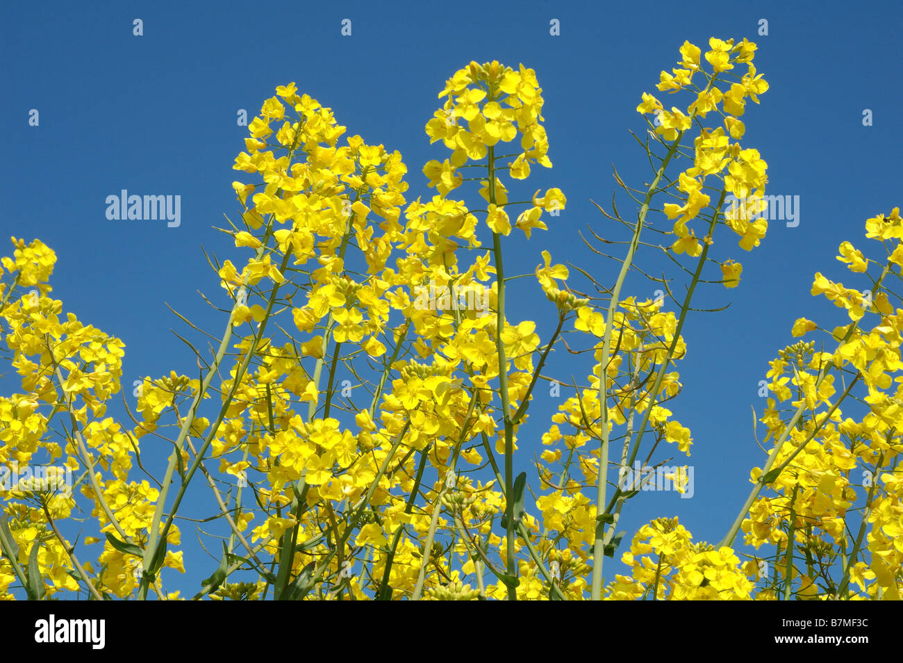 Flower of rape Stock Photo - Alamy