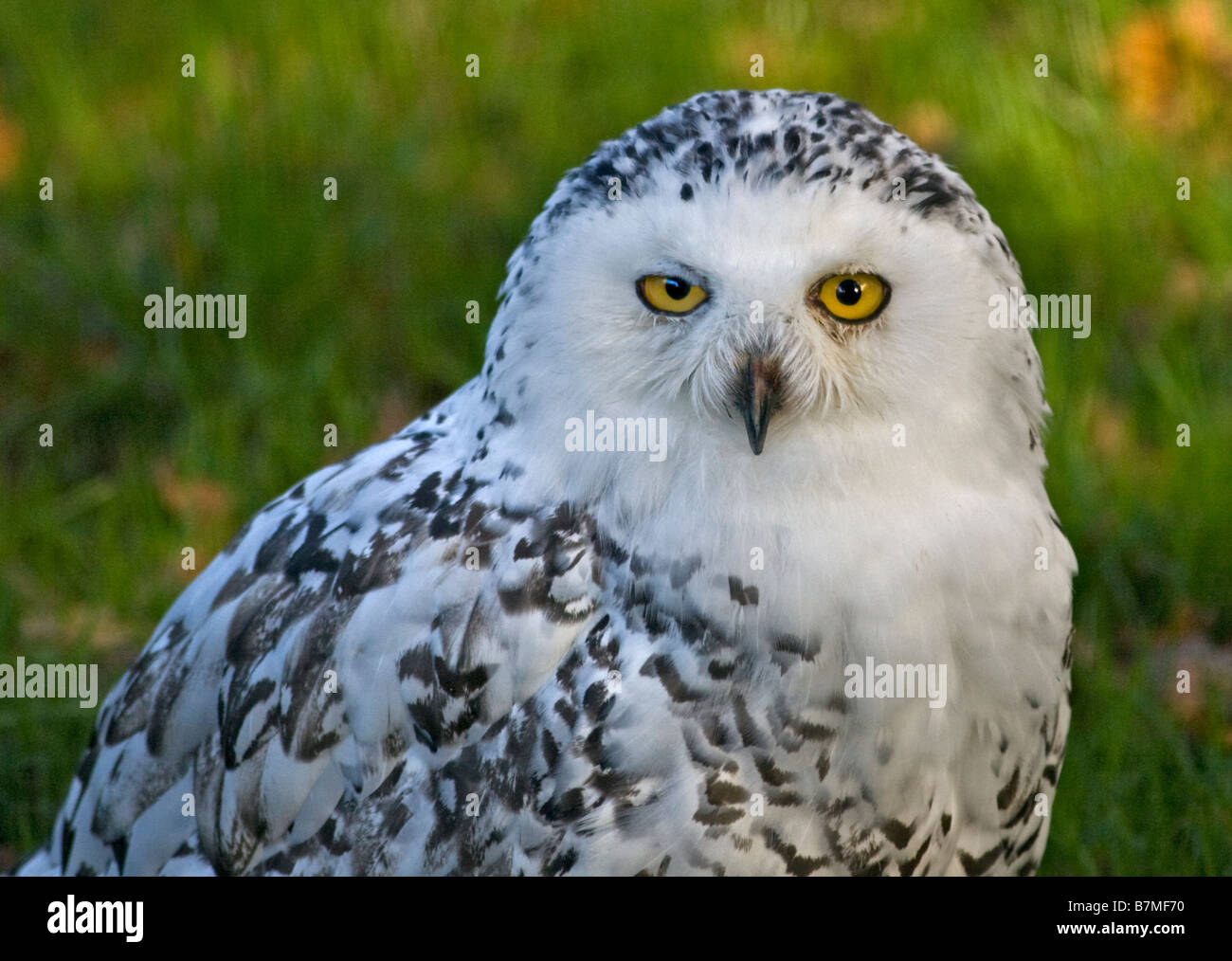 Snowy owl hi-res stock photography and images - Alamy