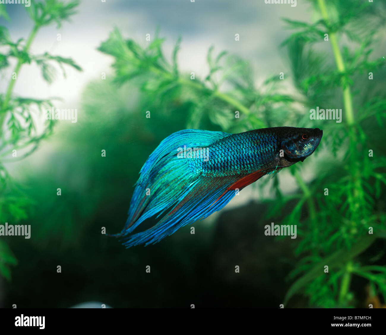 Siamese fighter fish hi-res stock photography and images - Alamy