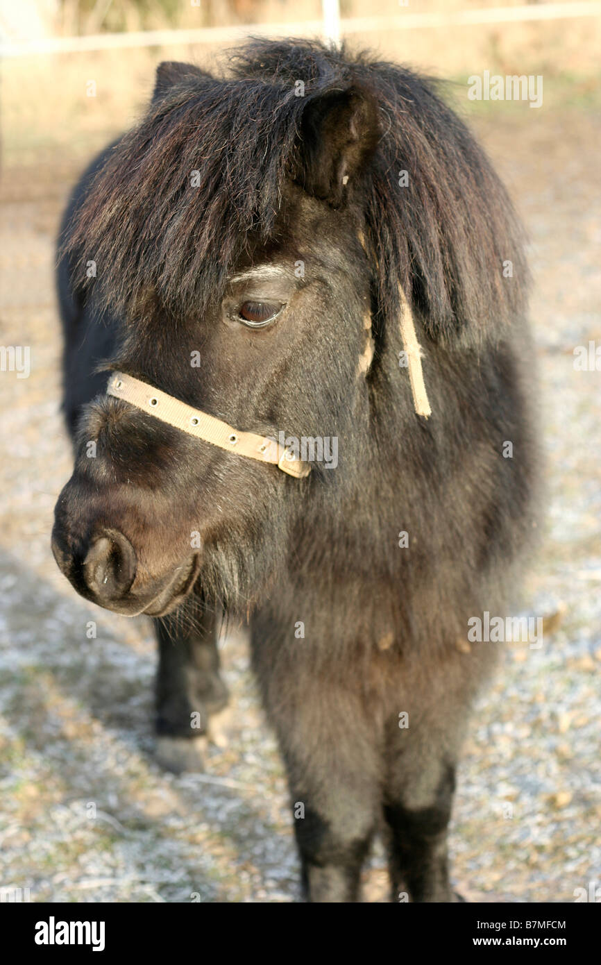 Black pony hi-res stock photography and images - Alamy