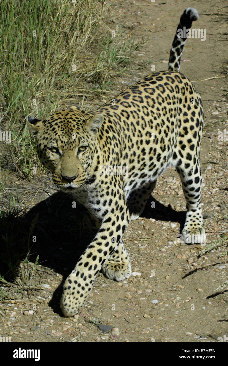 Leopard panthera pardus going walk hi-res stock photography and images ...