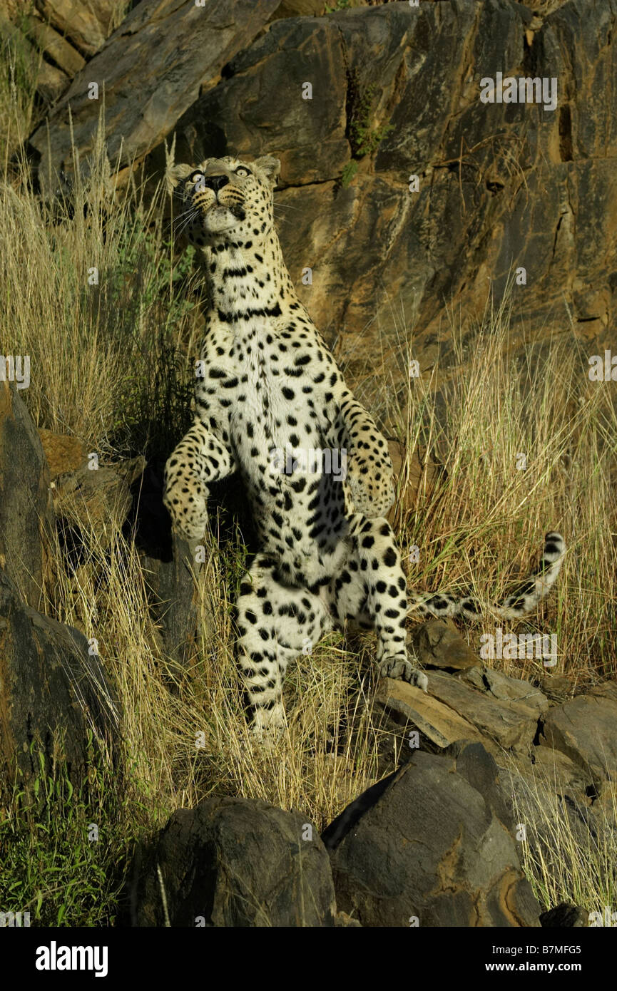 Leopard hind hi-res stock photography and images - Alamy