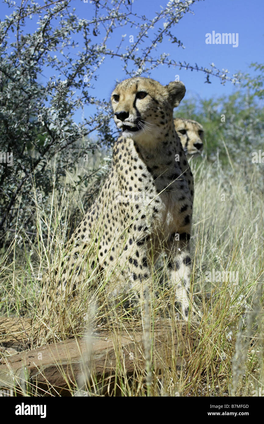 Geparden hi-res stock photography and images - Alamy