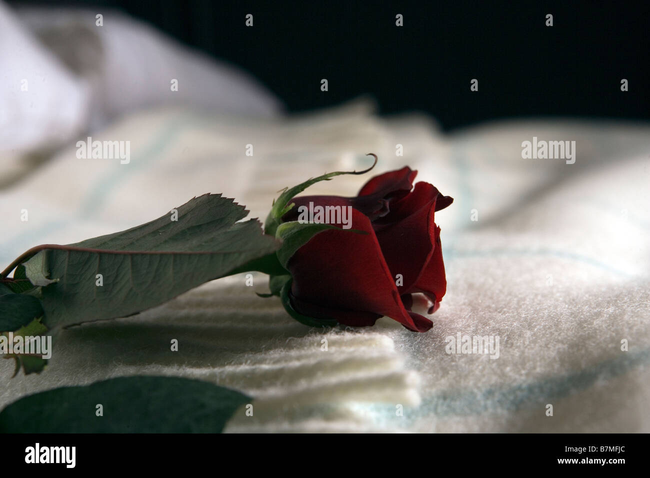 Romantic Single Rose