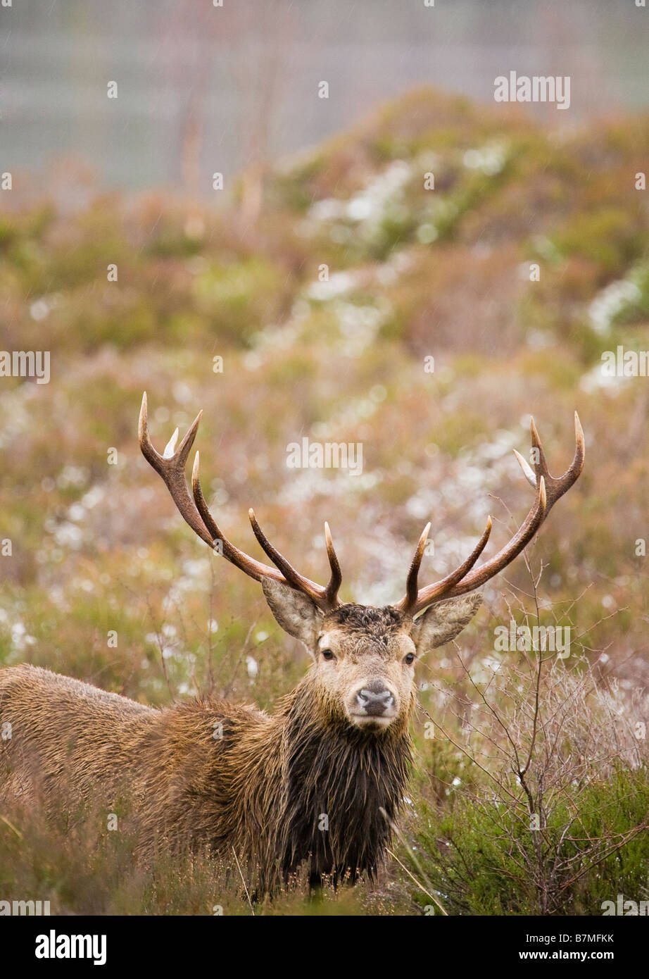 A Stag Amongst Heather In The Highlands of Scotland Stock Photo - Alamy