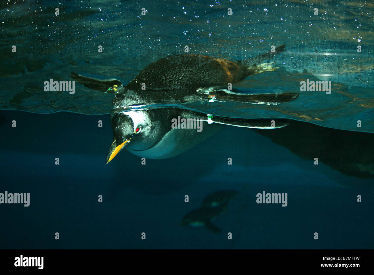 Pengiun hi-res stock photography and images - Alamy