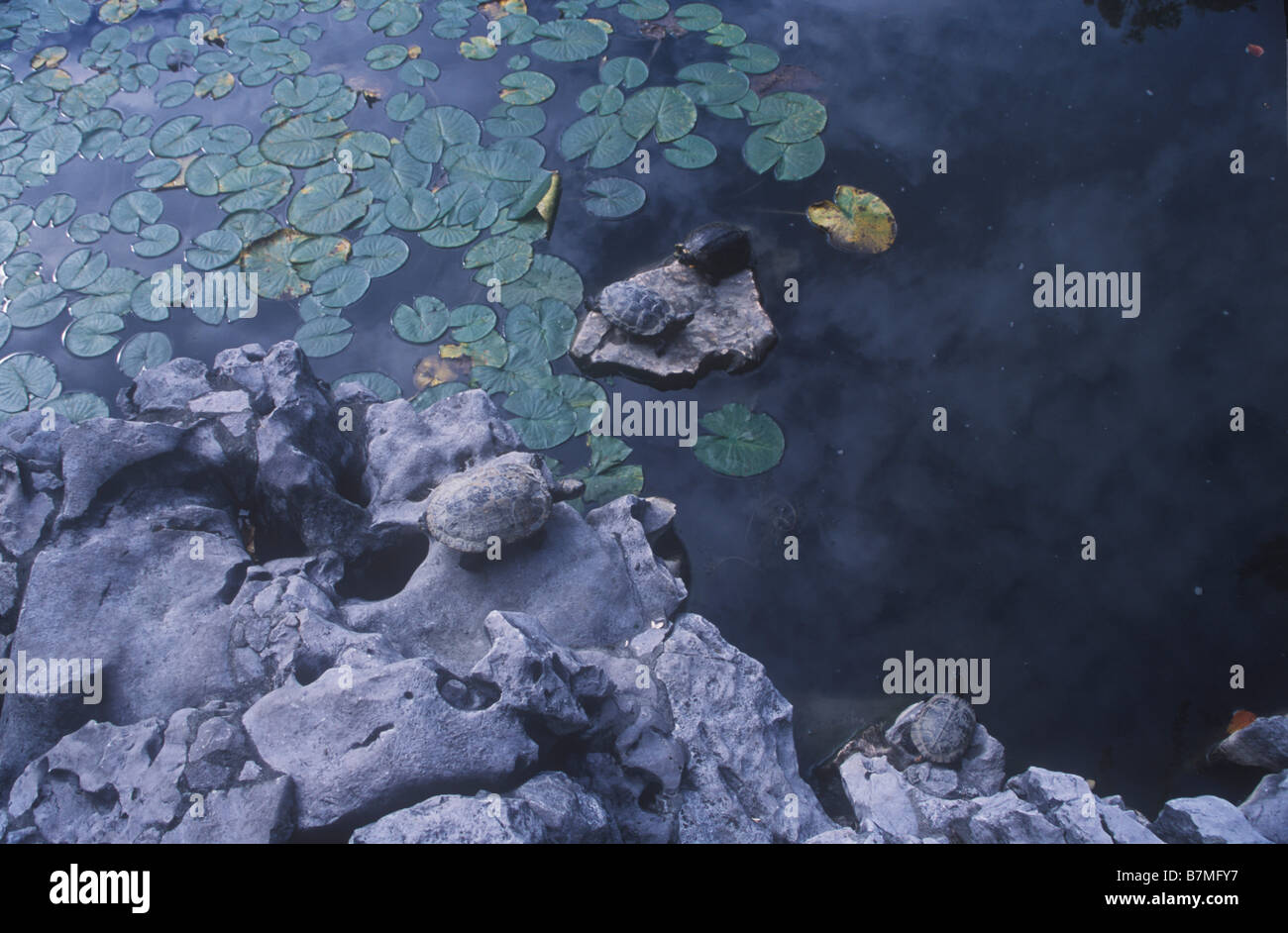 Turtle basking on the rocks hi-res stock photography and images - Alamy