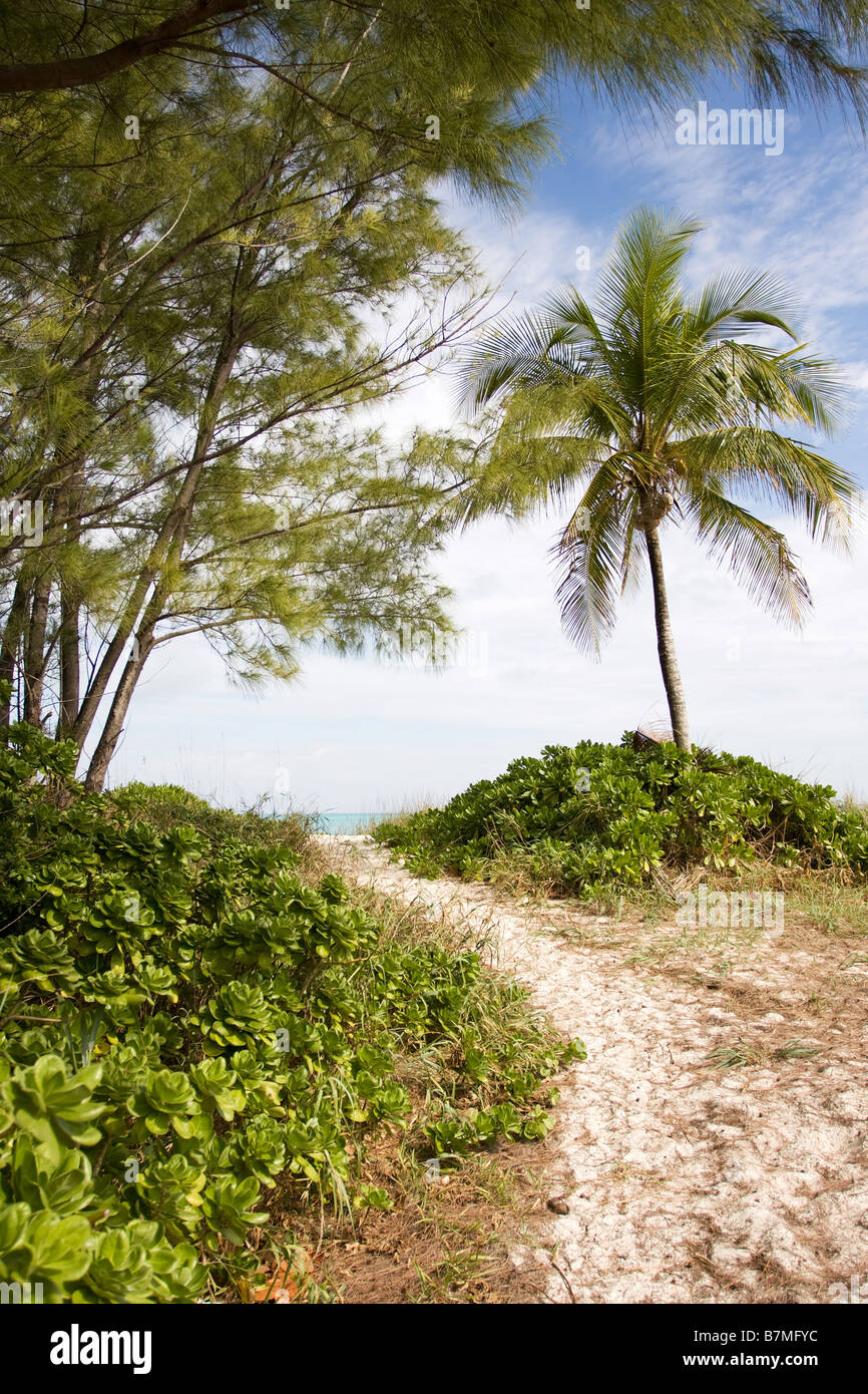 sandy path through palm trees to beach and sea Stock Photo - Alamy