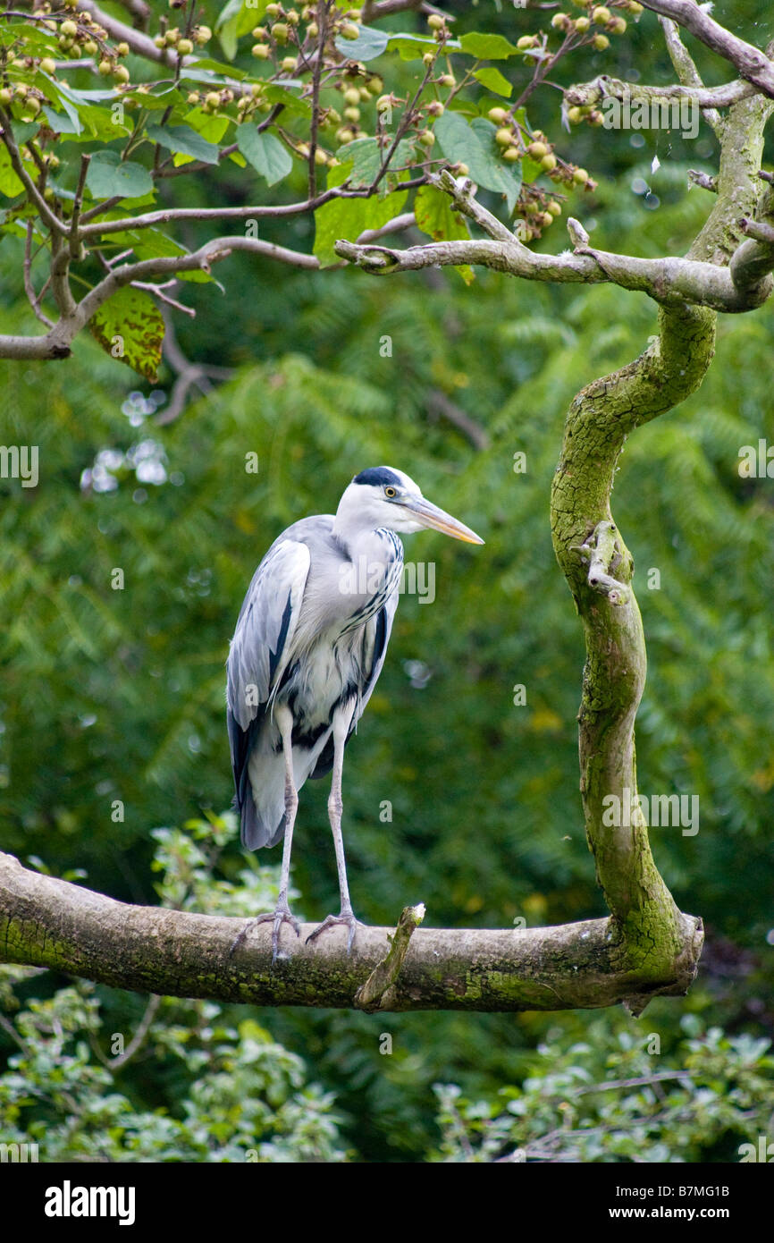 A heron in a tree Stock Photo - Alamy