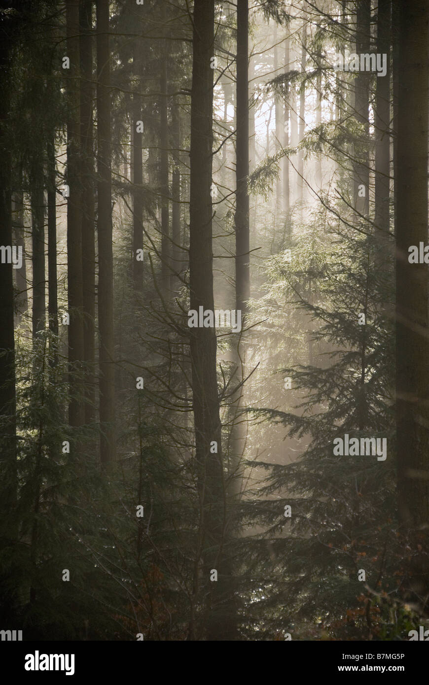 Tall trees rising sun hi-res stock photography and images - Alamy