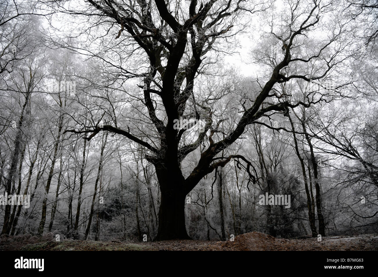 Newlands corner tree hi-res stock photography and images - Alamy