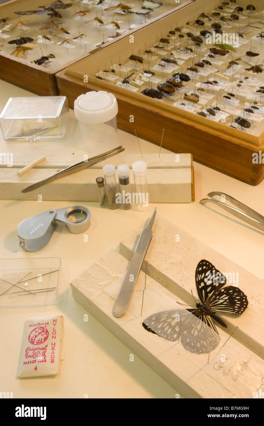 Entomology Insect Collection High Resolution Stock Photography and ...