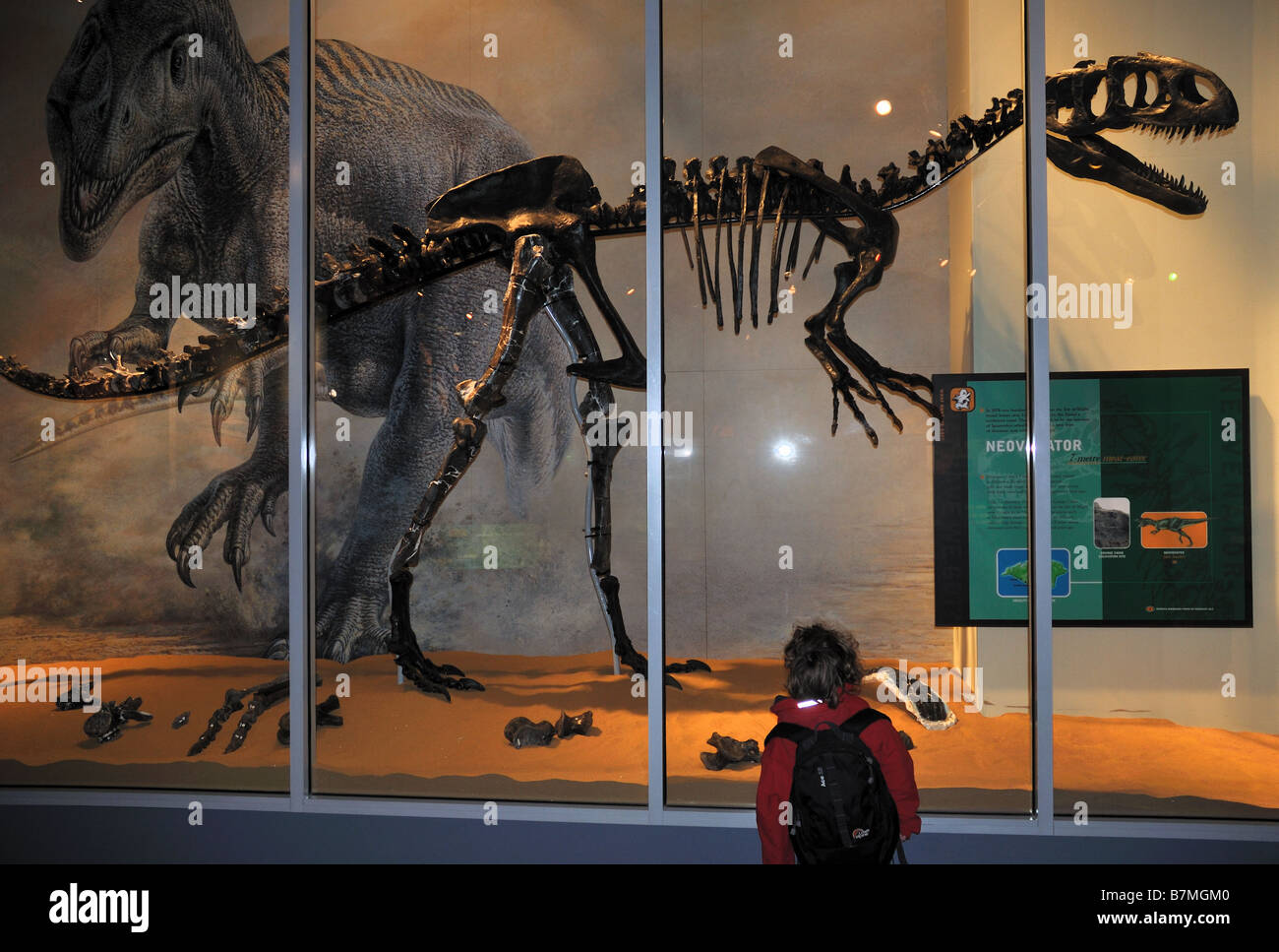 Neovenator En 3d Neovenator And Other Dinosaurs Of Europe (Dinosaur