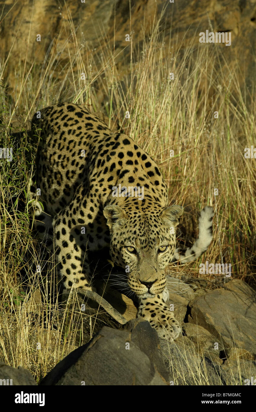 Walking with beasts animals hi-res stock photography and images - Alamy