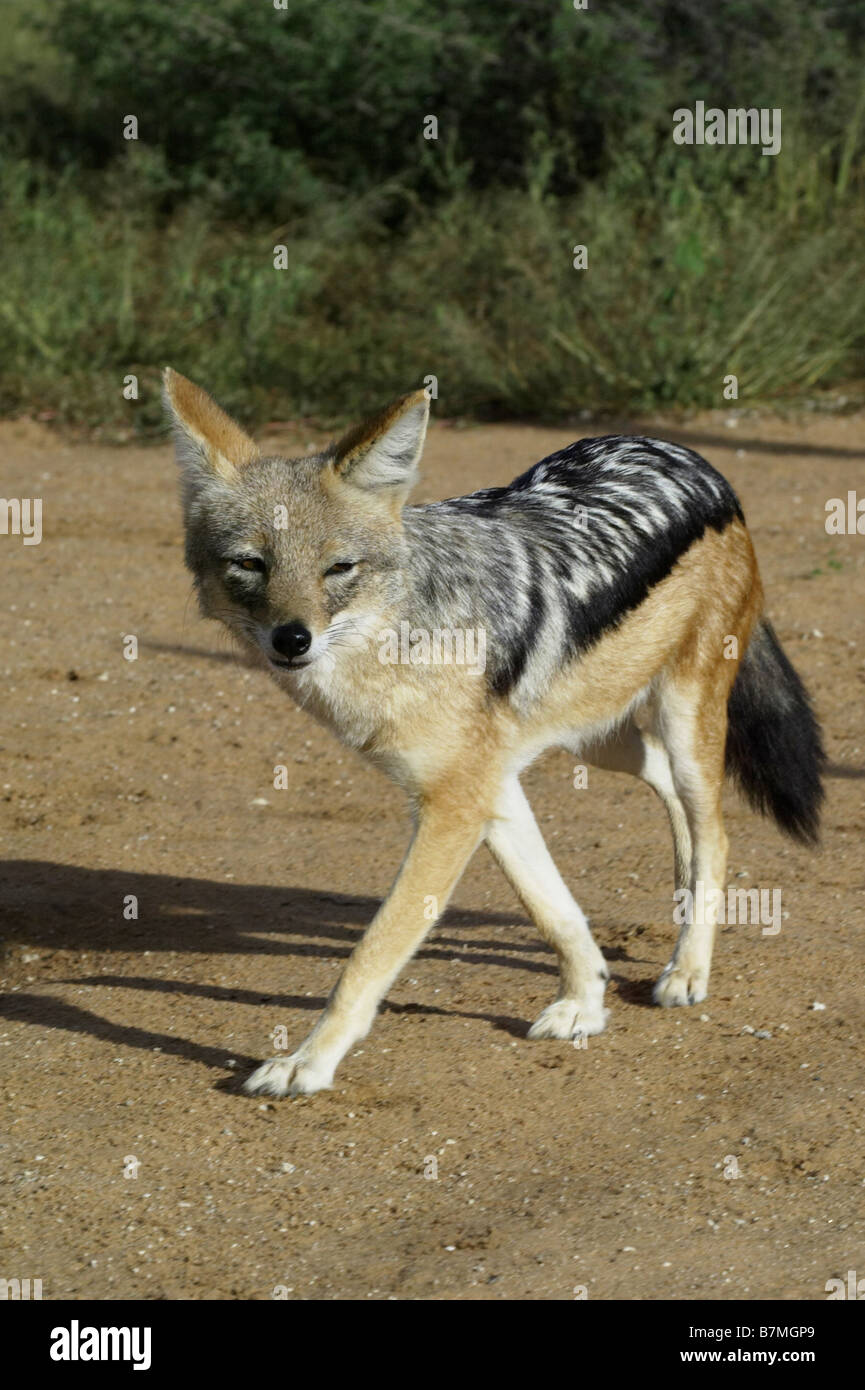 black backed silver backed jackal Stock Photo - Alamy