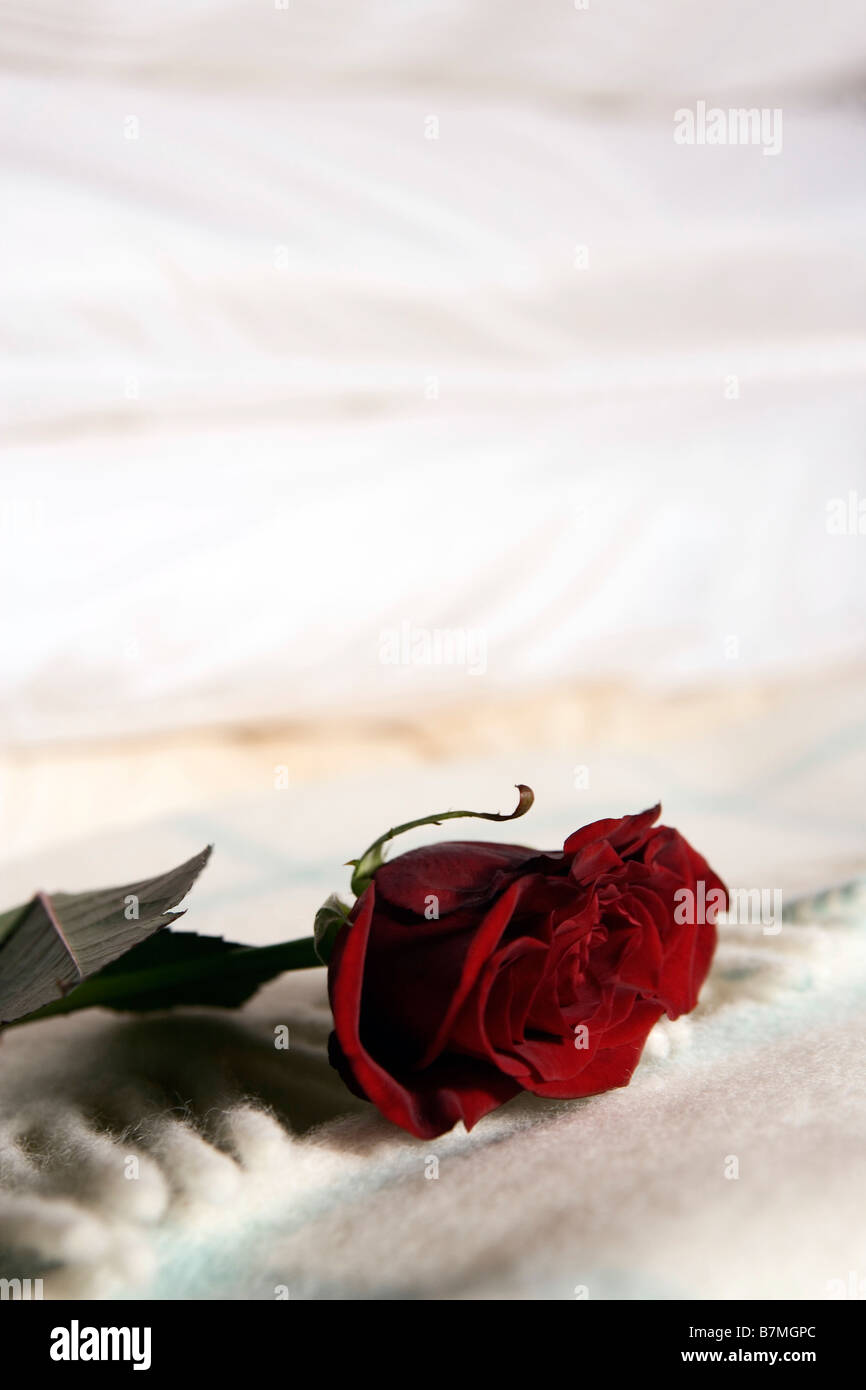 Romantic: a single red rose placed on a bed Stock Photo - Alamy