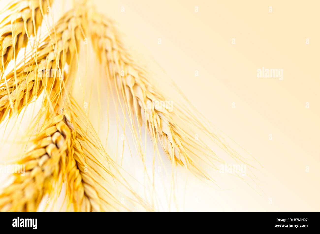 Ripe wheat ears close up with copy space Stock Photo - Alamy