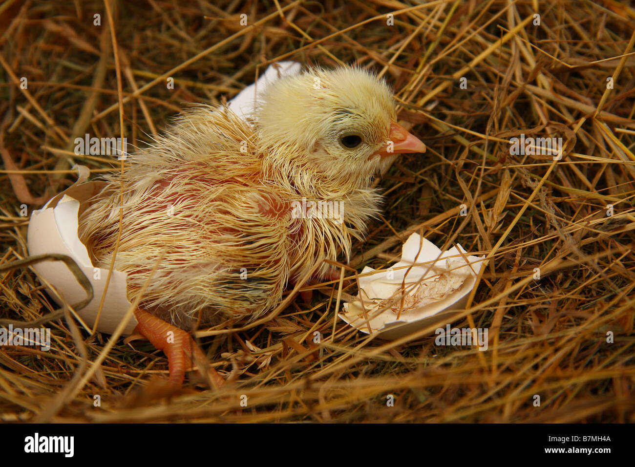 Baby Chickens Hatching