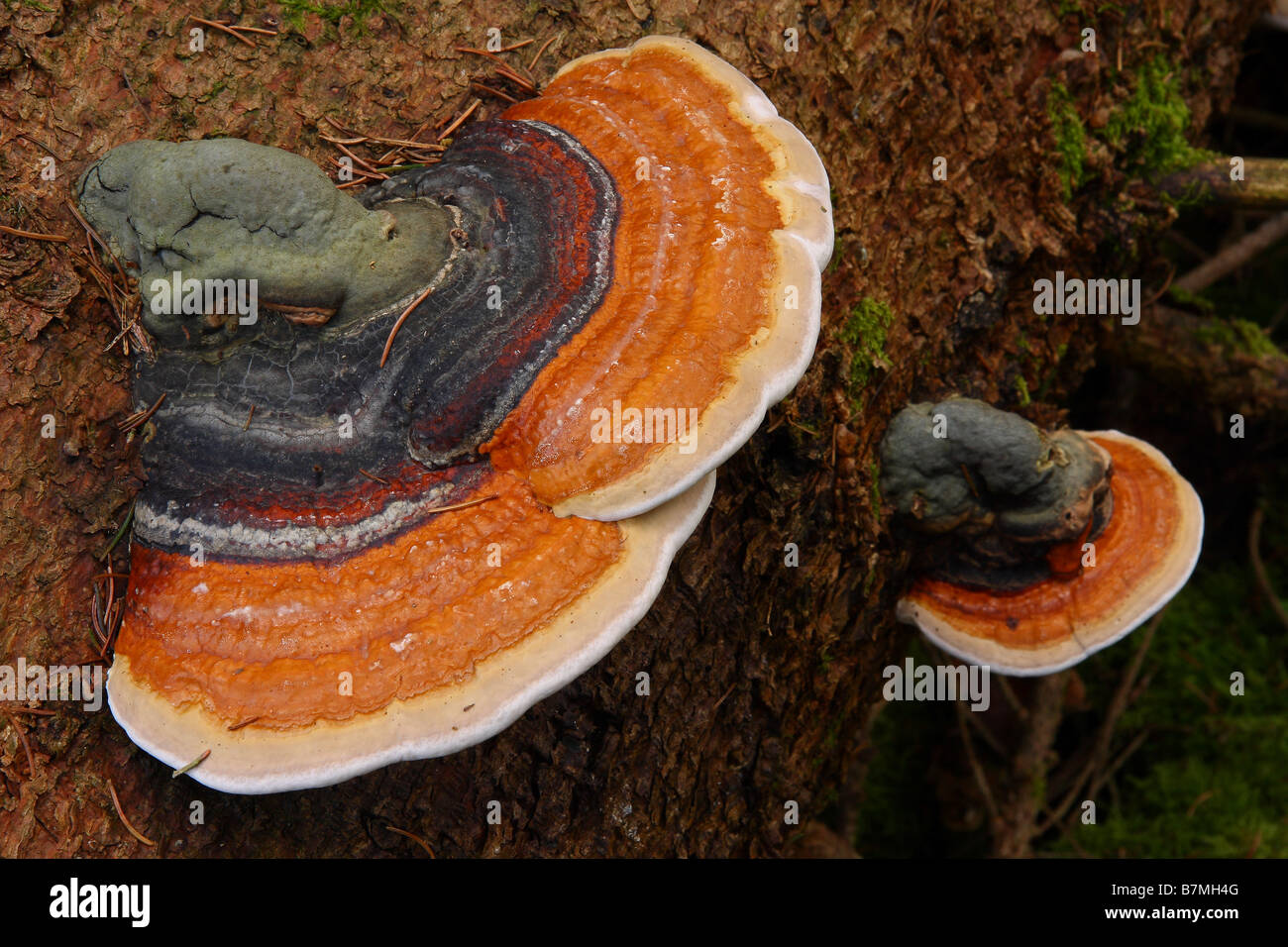 Coriolus hi-res stock photography and images - Alamy