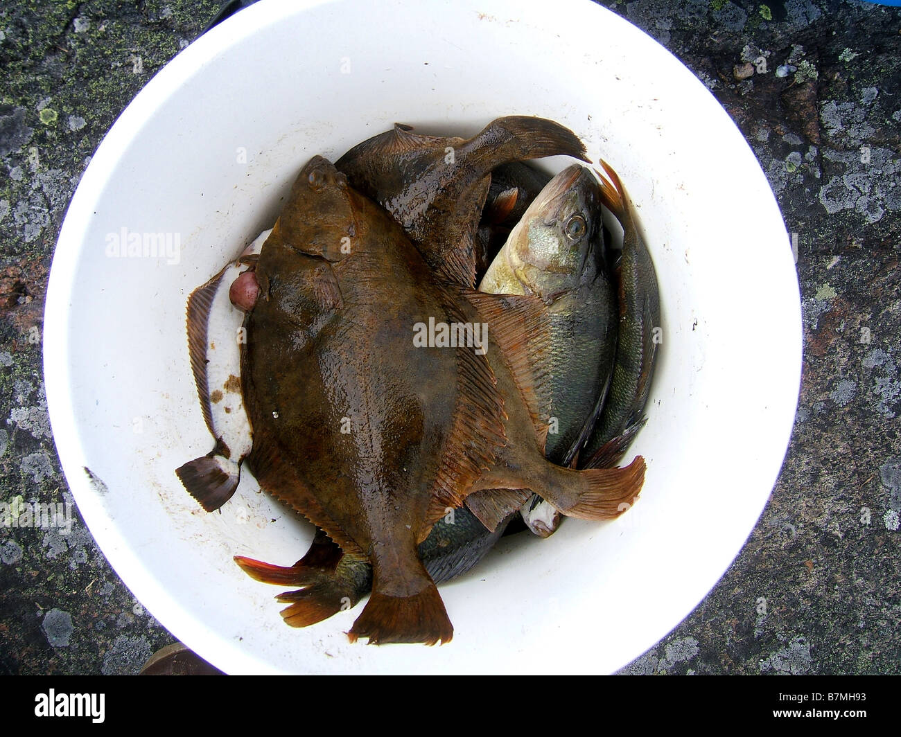 Catch in the Bucket Stock Photo - Alamy