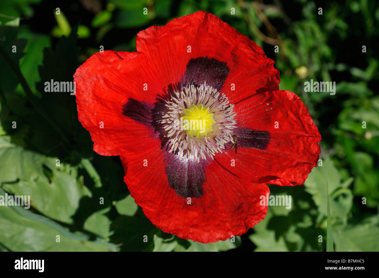 A scarlet poppy hi-res stock photography and images - Alamy