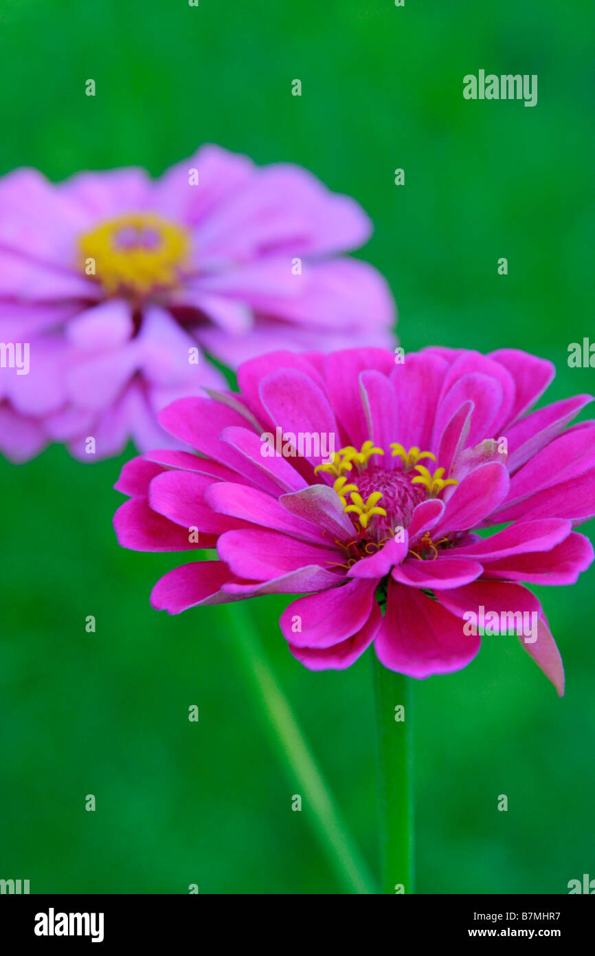 Zinnia Flowers - Vertical Stock Photo - Alamy
