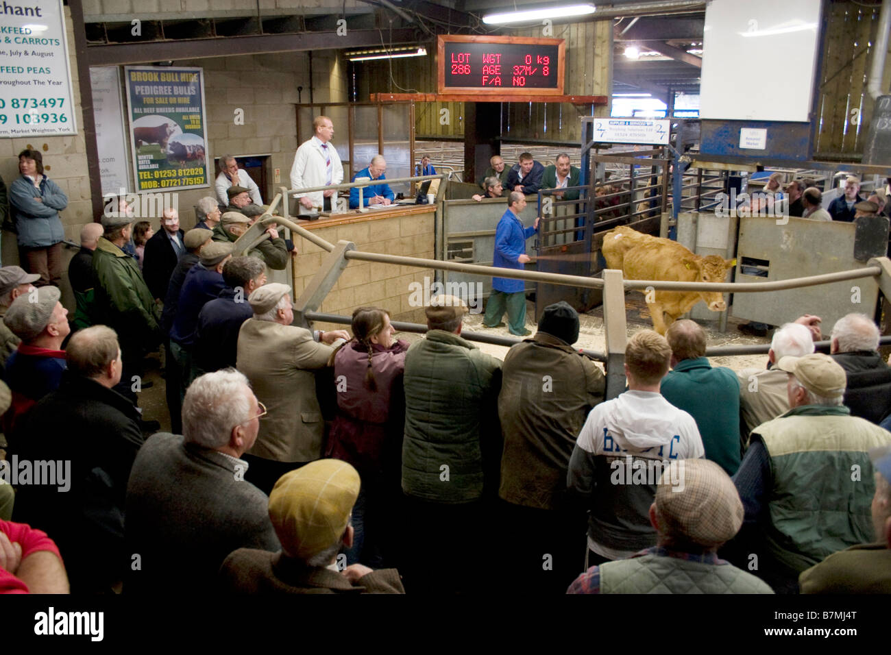 Calf auction hi-res stock photography and images - Alamy