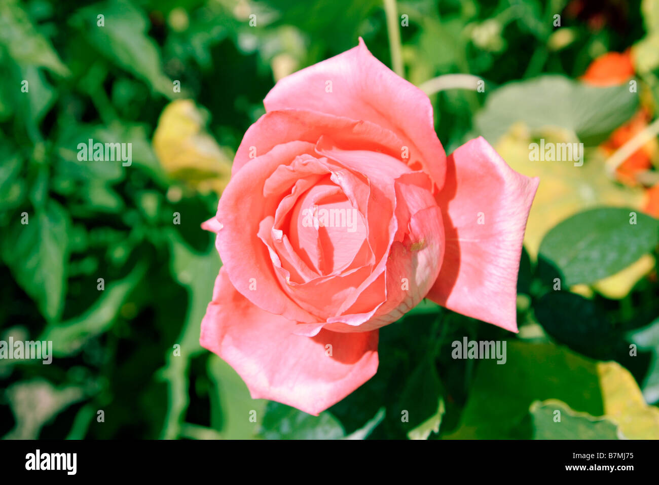 Closeup picture of beautiful rose Stock Photo - Alamy