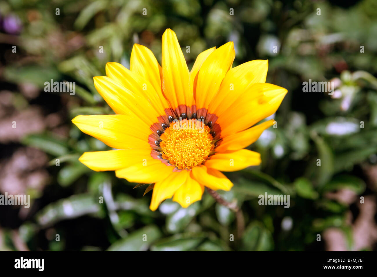 Closeup picture of beautiful flowers Stock Photo - Alamy