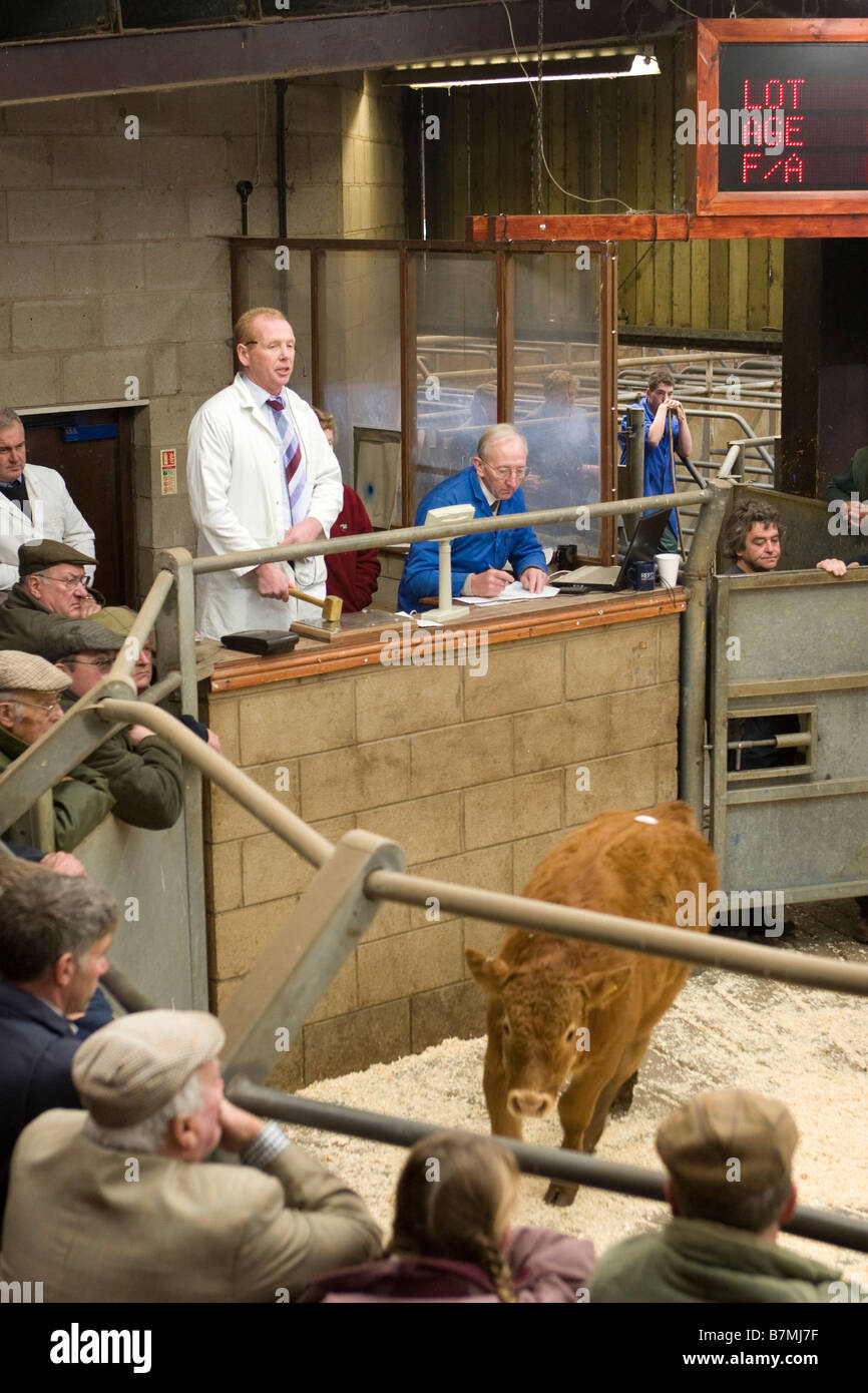 Calf auction hi-res stock photography and images - Alamy
