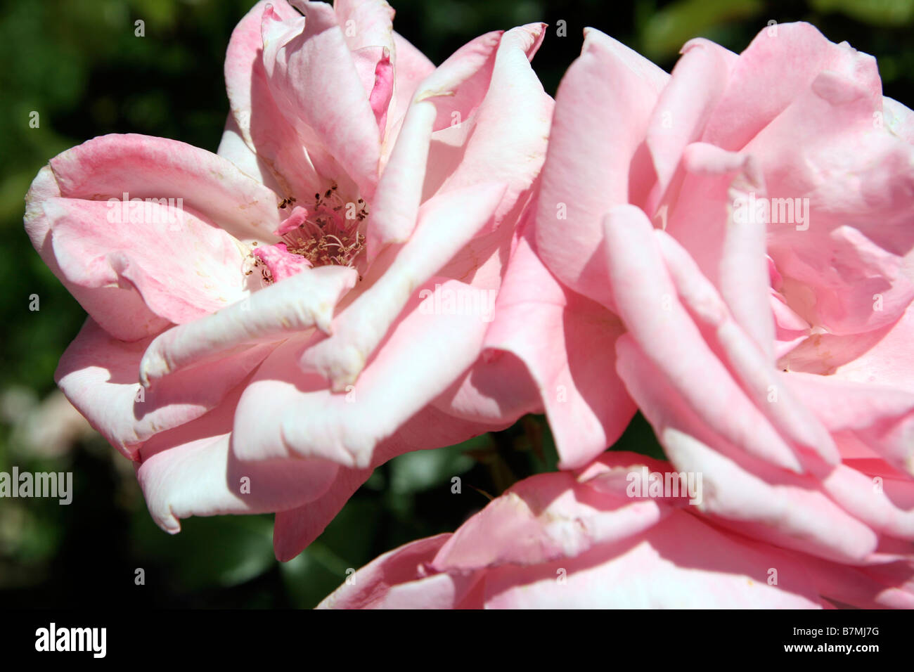 Closeup picture of beautiful rose Stock Photo - Alamy