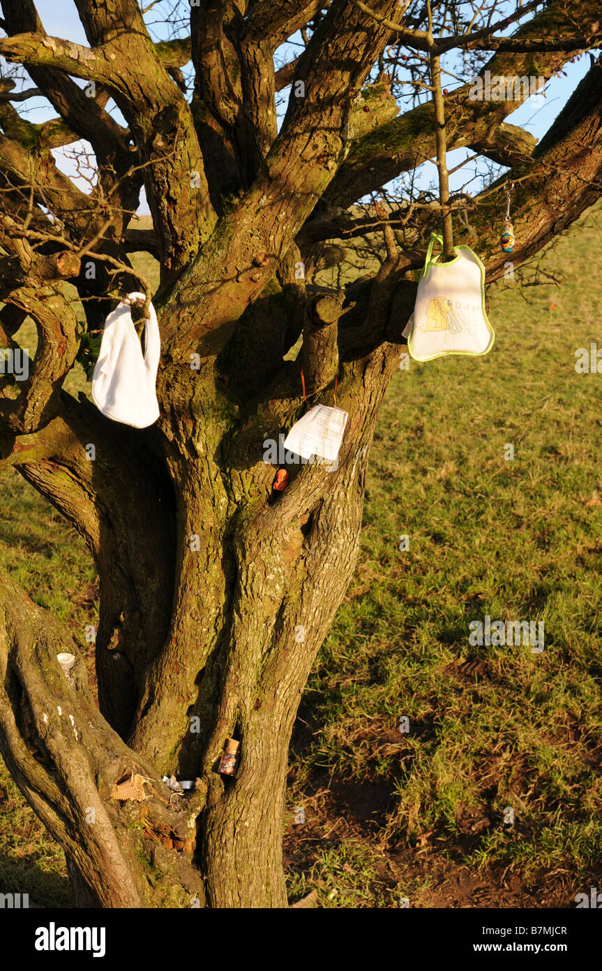 The hawthorn tree also known as the fairy tree in Ireland. Visitors to ...