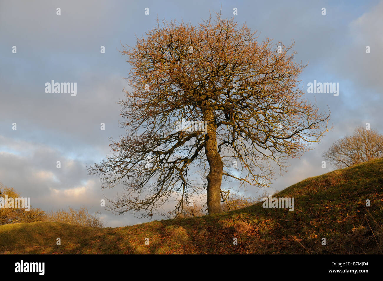 Oak tree growing on Raith Grainne, Hill of Tara, County Meath, Ireland ...