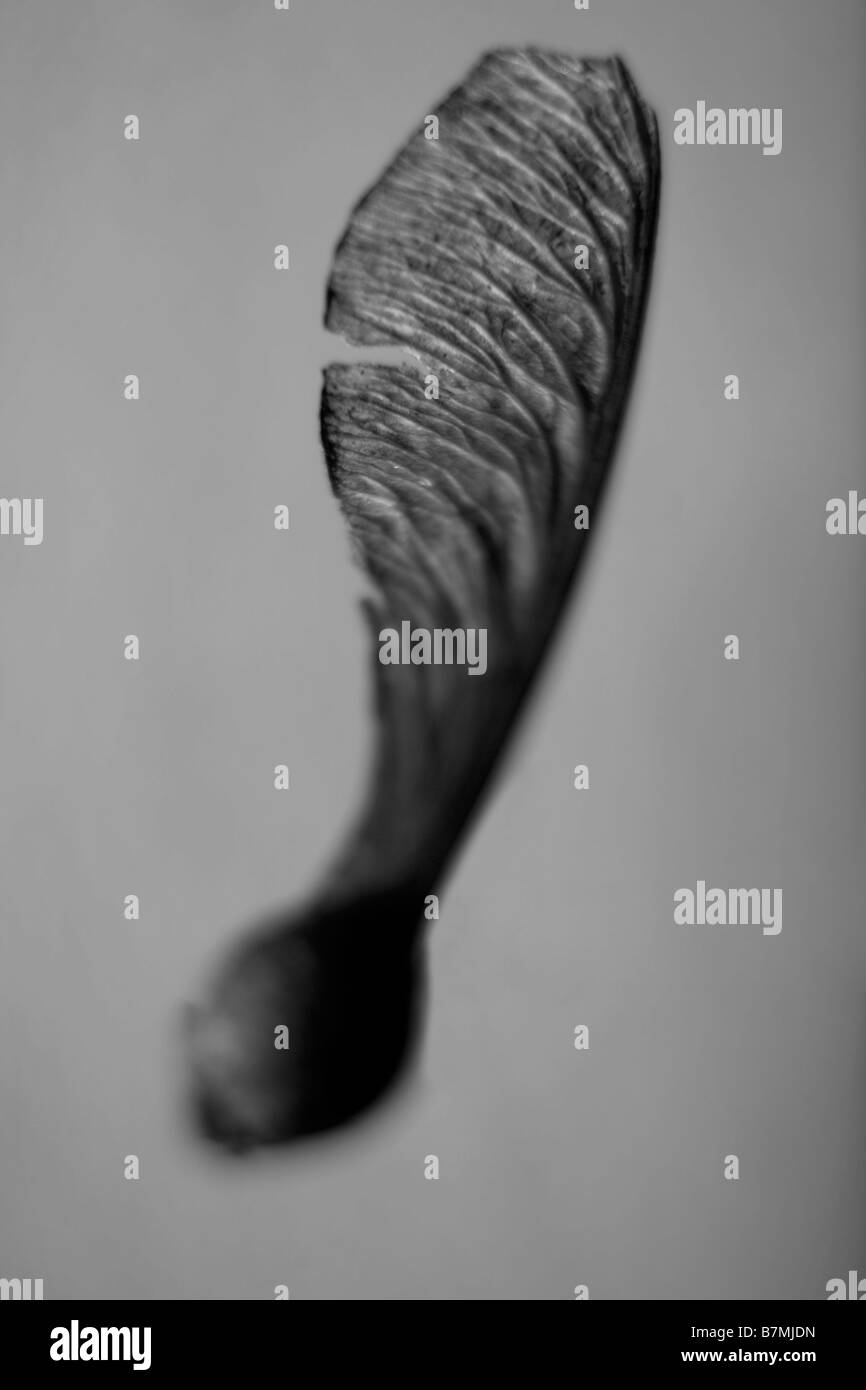 Maple seed hi-res stock photography and images - Alamy