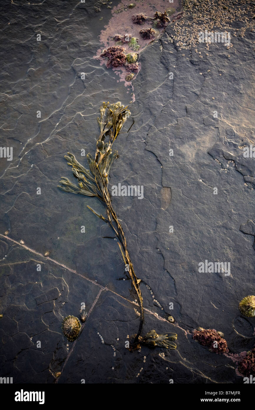 Frozen Seaweed at Saltwick Bay North Yorkshire England Stock Photo - Alamy