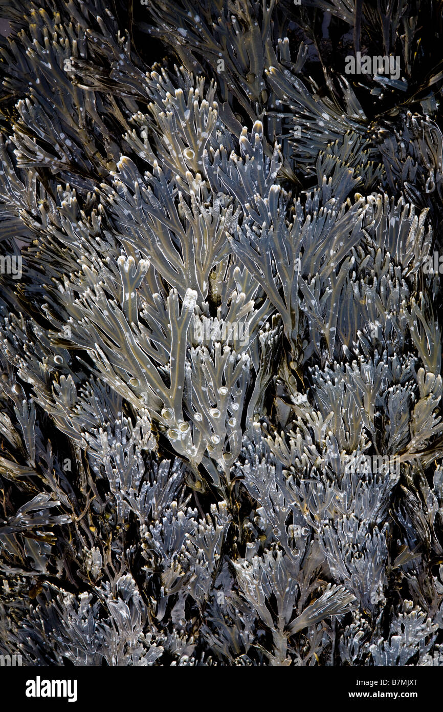 Frozen Seaweed at Saltwick Bay North Yorkshire England Stock Photo - Alamy