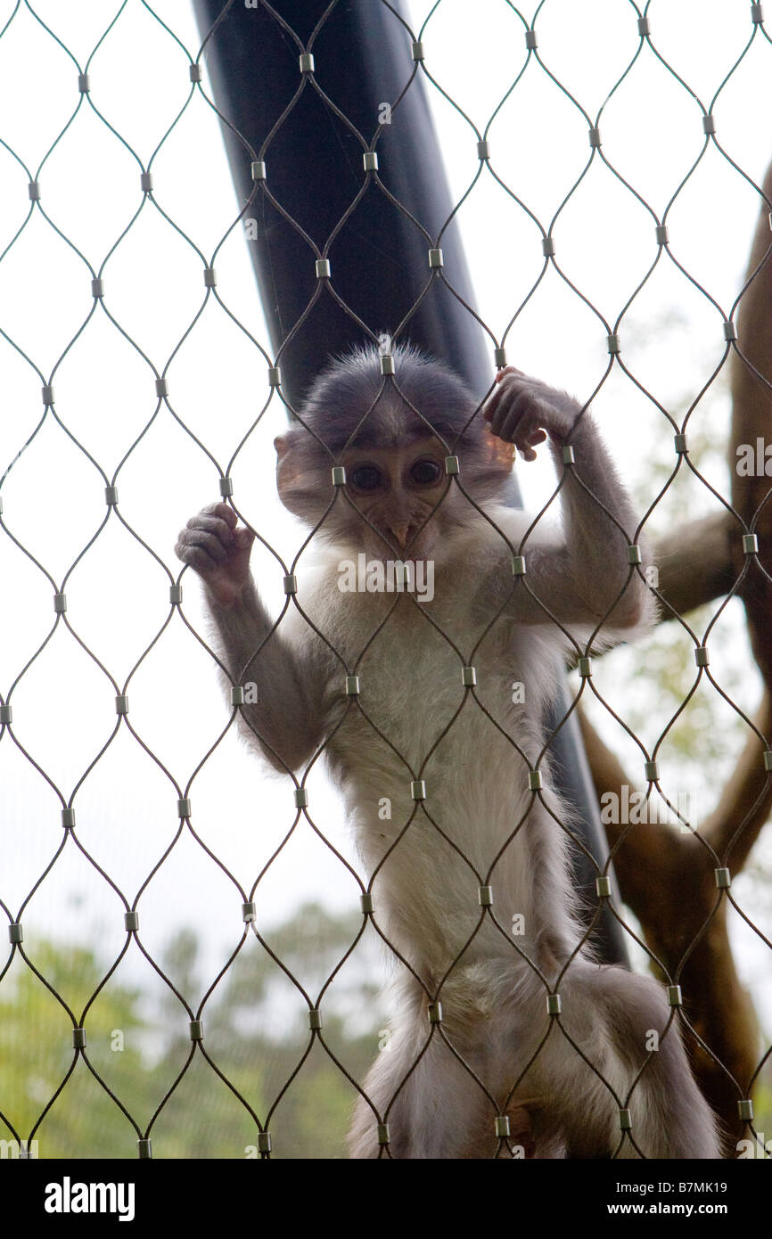 Zoo cage monkey hi-res stock photography and images - Alamy
