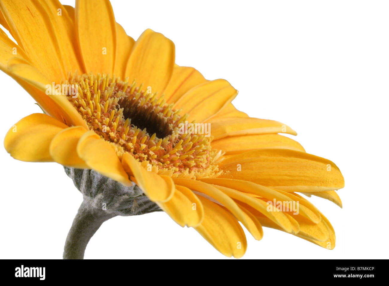 Close up of a big Gerbera isolated over white background Stock Photo ...