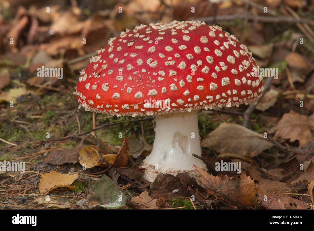 The Fly Agaric Stock Photo - Alamy