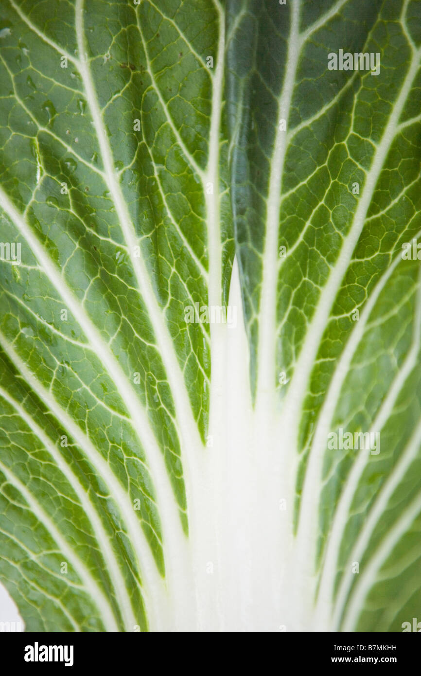 Bok choy leaf hi-res stock photography and images - Alamy