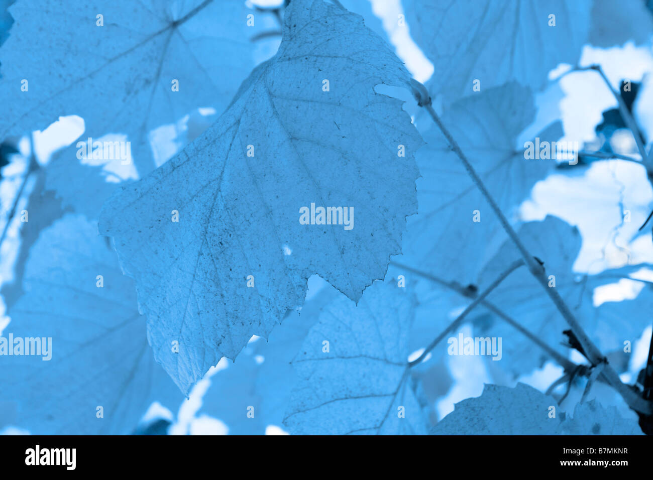 Beautiful background leaves Close-up photo Stock Photo - Alamy