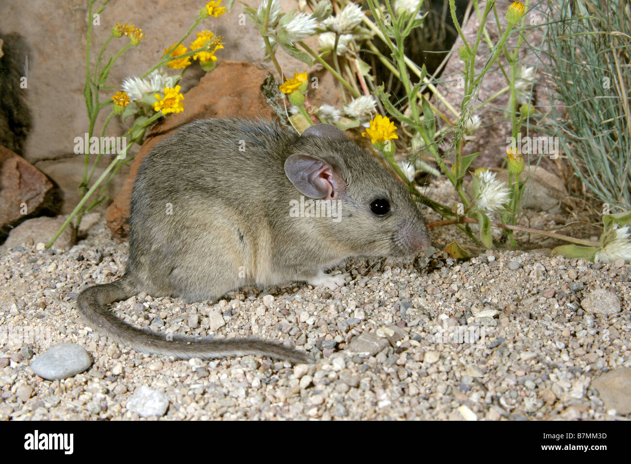 Big white rat hi-res stock photography and images - Alamy