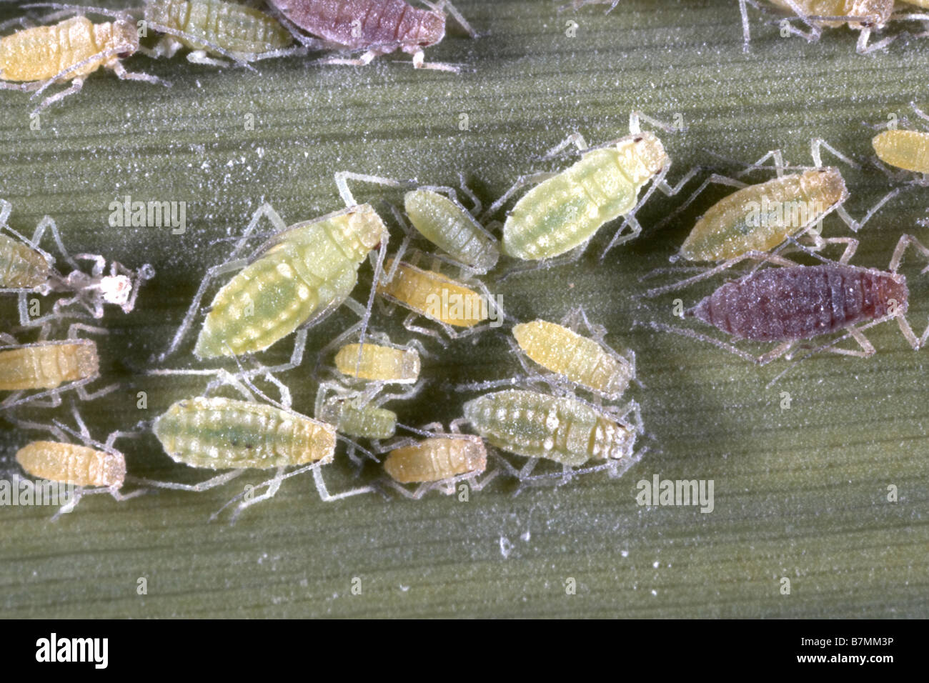Aphids on leaf UK Stock Photo - Alamy