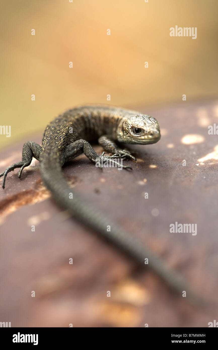 Common lizard Lacerta vivipara Crowle Moor nature reserve Lincilnshire ...