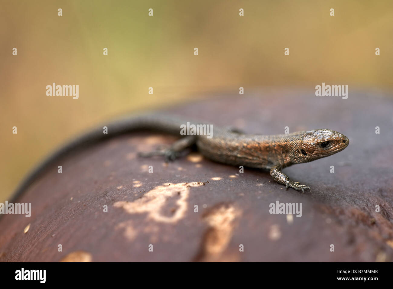 Crowle moor hi-res stock photography and images - Alamy