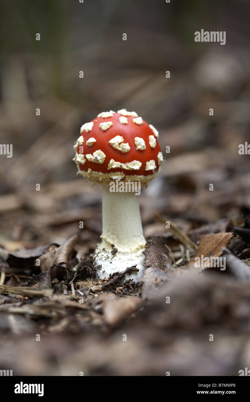 Fly agaric Amanita muscaria on Crowle Moor Nature Reserve part of the ...