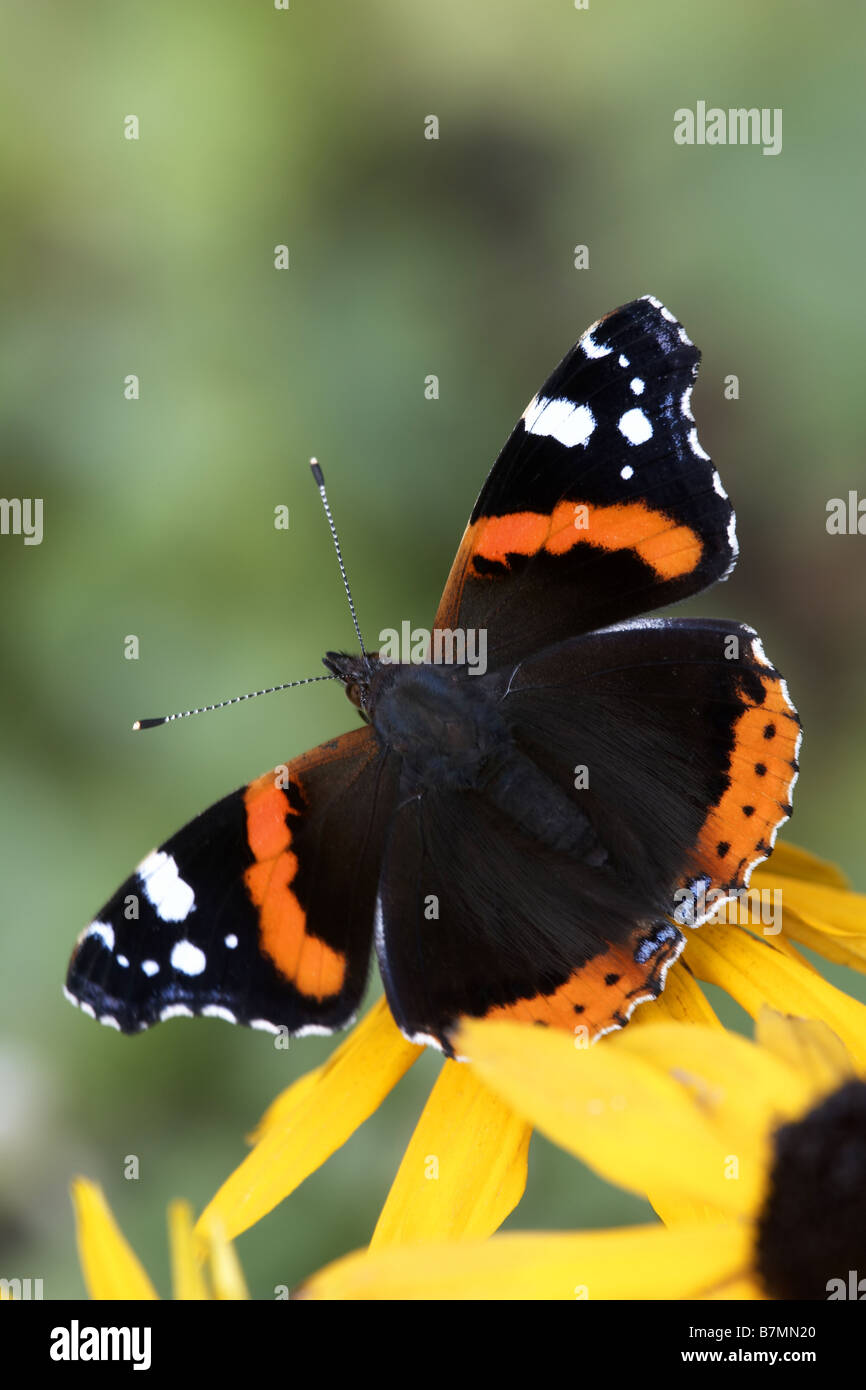 Red Admiral Vanessa atalanta butterfly Stock Photo - Alamy