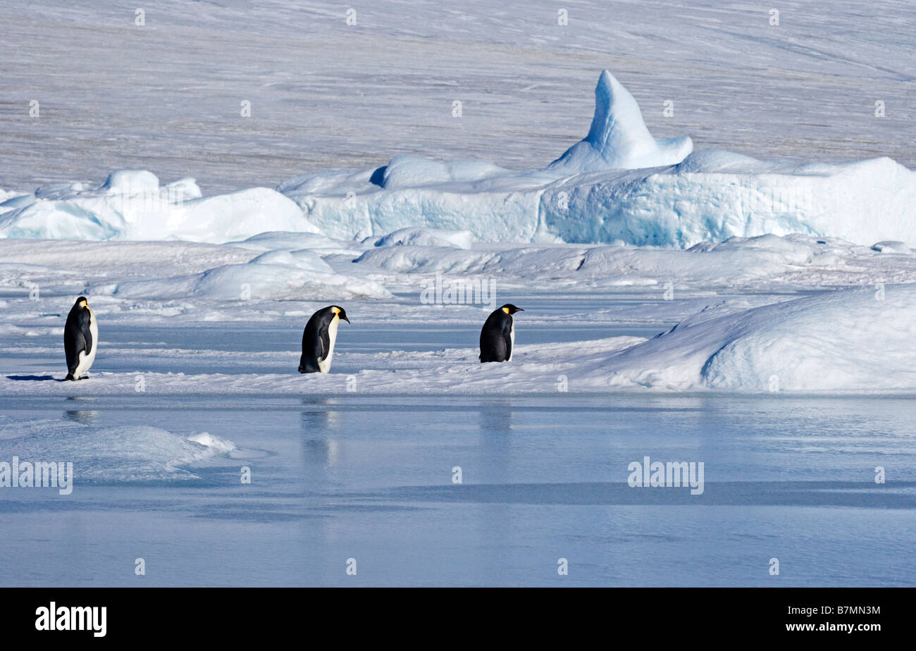 Emperor Penguins Walking on Frozen Pond Antarctica Stock Photo - Alamy